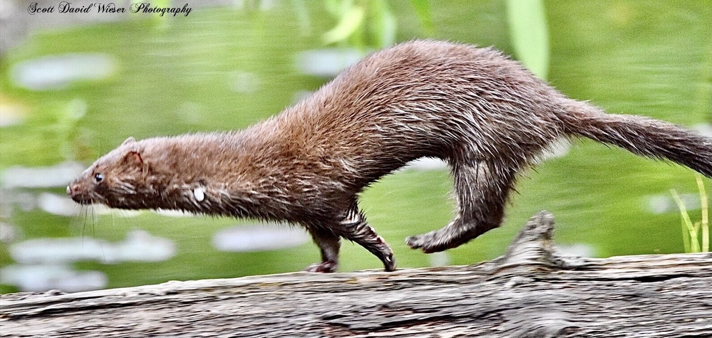 American Mink from Reinstein Woods Nature Preserve, Depew, NY, US on ...