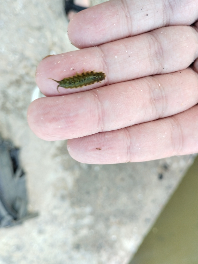 Baltic Isopod from Украина on June 23, 2023 at 08:09 PM by Yurij ...