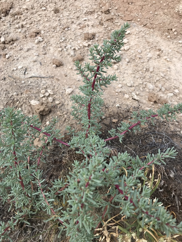 Saltlover from Badlands National Park, Long Valley, SD, US on June 23 ...
