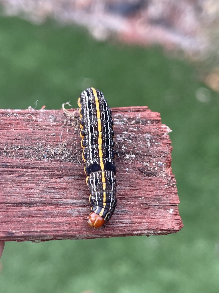 Lily Caterpillar Moth from Main Rd, Noraville, NSW, AU on June 22, 2023 ...