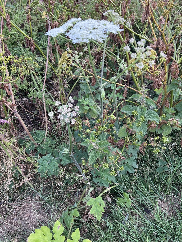hogweed from Gunners Park and Shoebury Ranges Nature Reserve, Southend ...