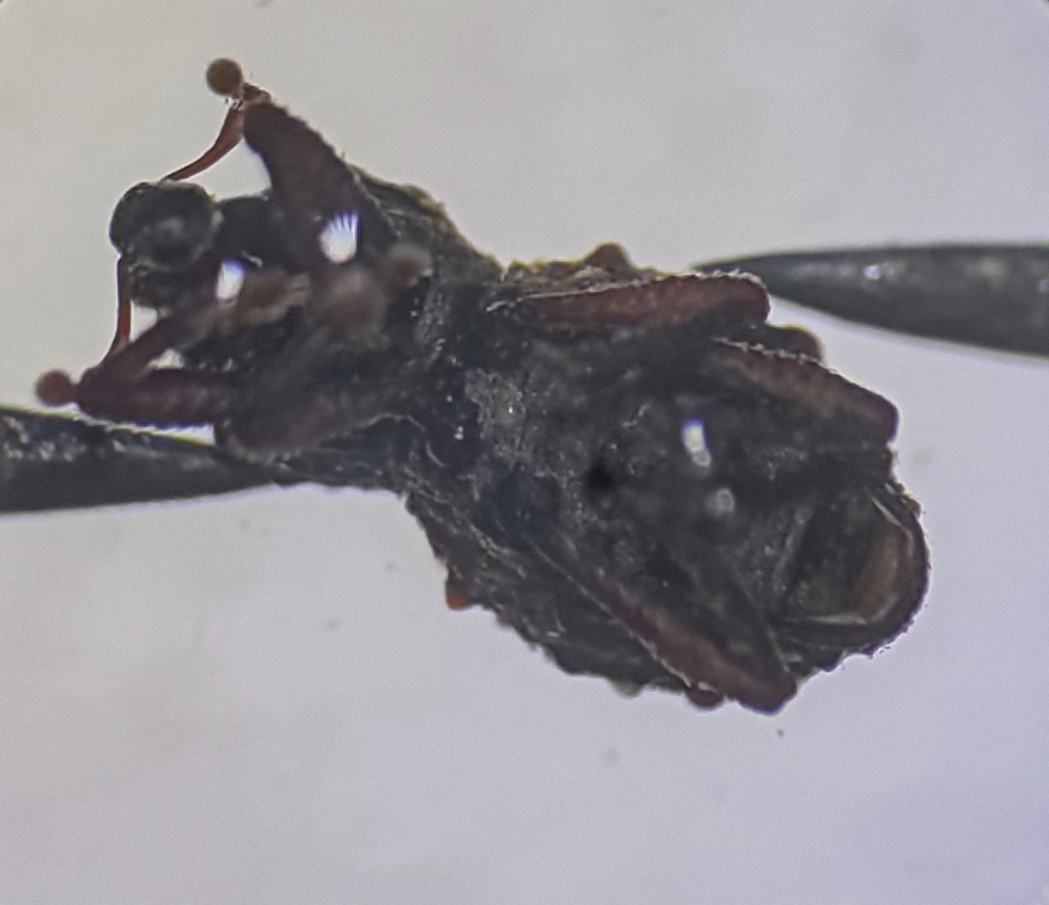 True Weevils from 8JG3+732, Orellana, Ecuador on September 1, 2017 by ...