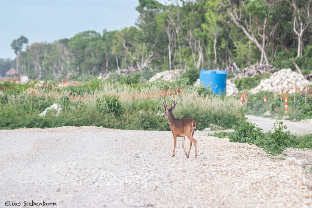 White-tailed Deer from Municipio de Tulum, Q.R., México on June 20 ...