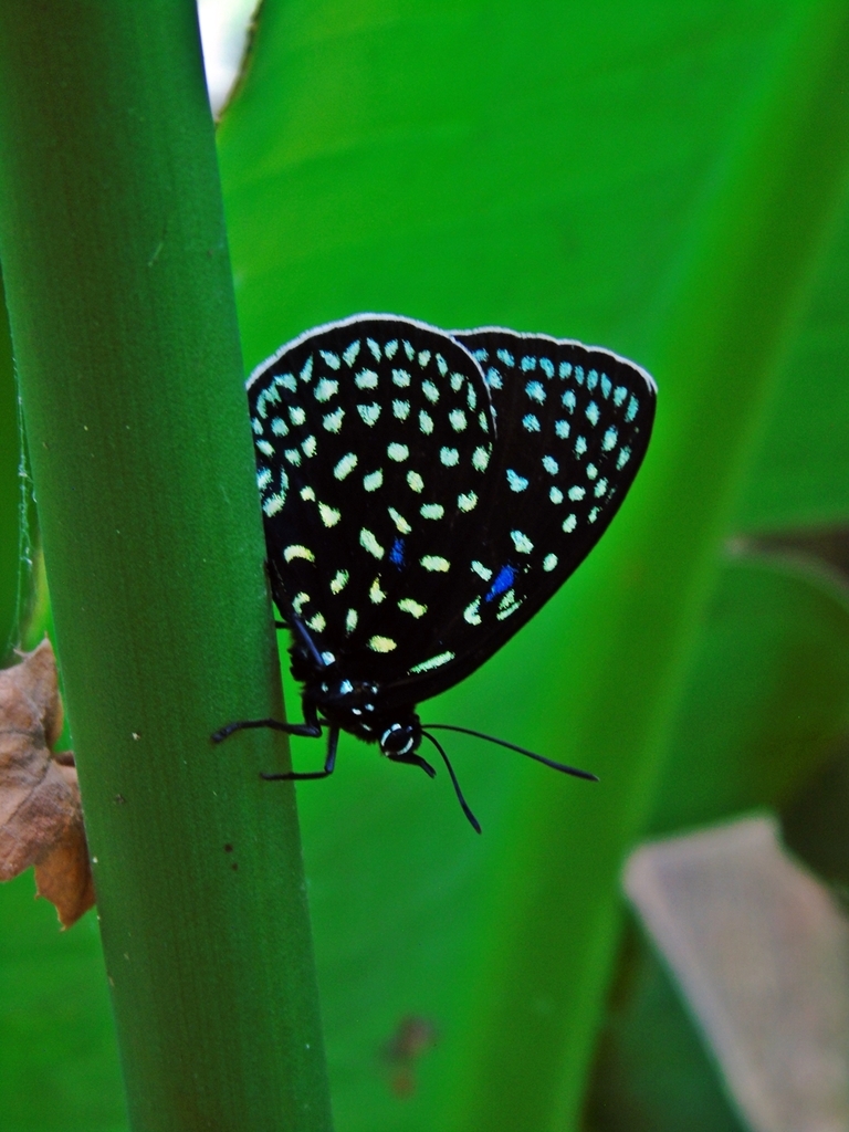 Superb Cycadian from Zona Universitaria, Xalapa-Enríquez, Ver., México ...