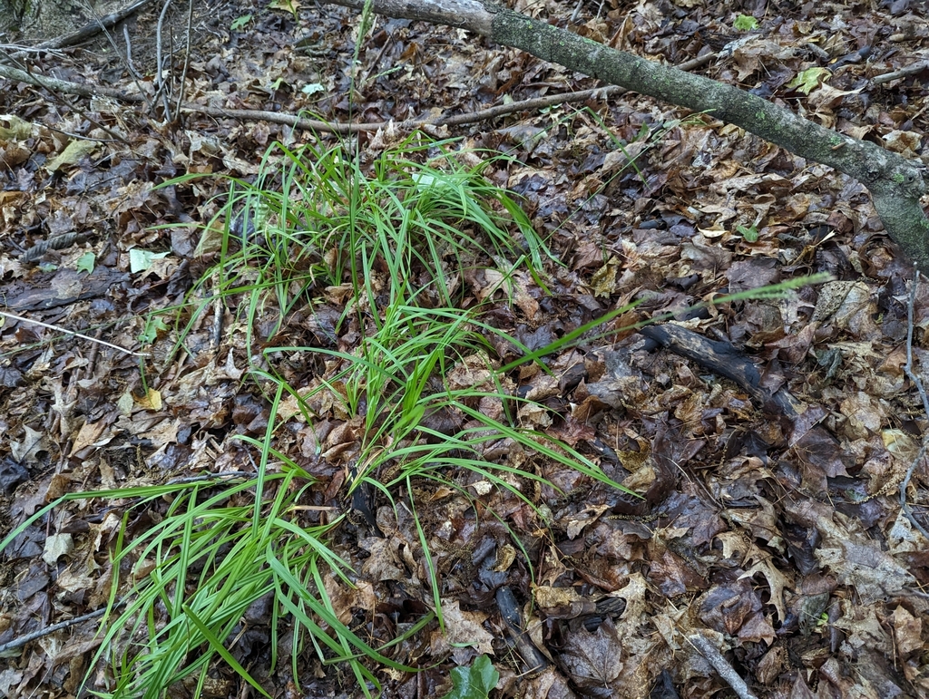 drooping woodland sedge from Rootstown Township, OH, USA on June 23 ...