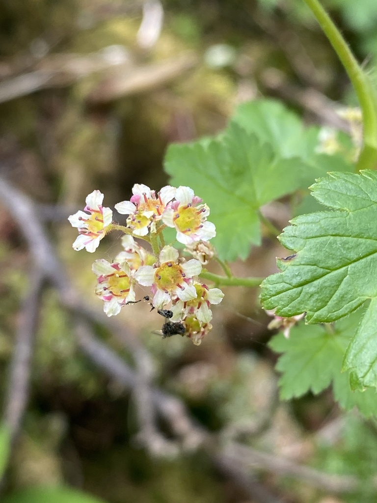 skunk currant from Westman Rd, Cambridge, VT, US on June 23, 2023 at 11 ...