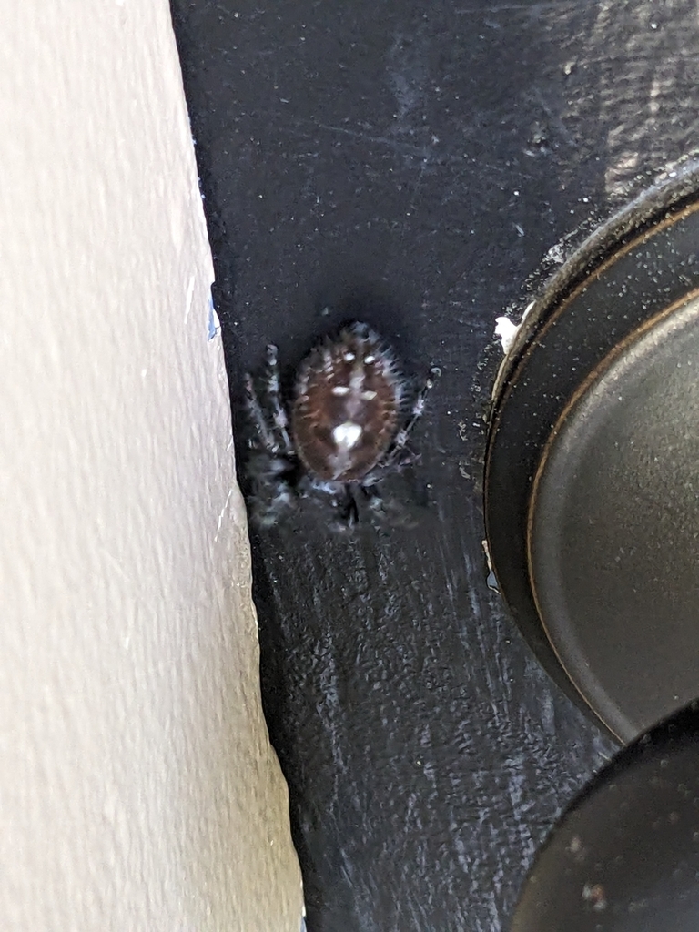 Bold Jumping Spider from Virginia Village, Denver, CO, USA on June 23 ...