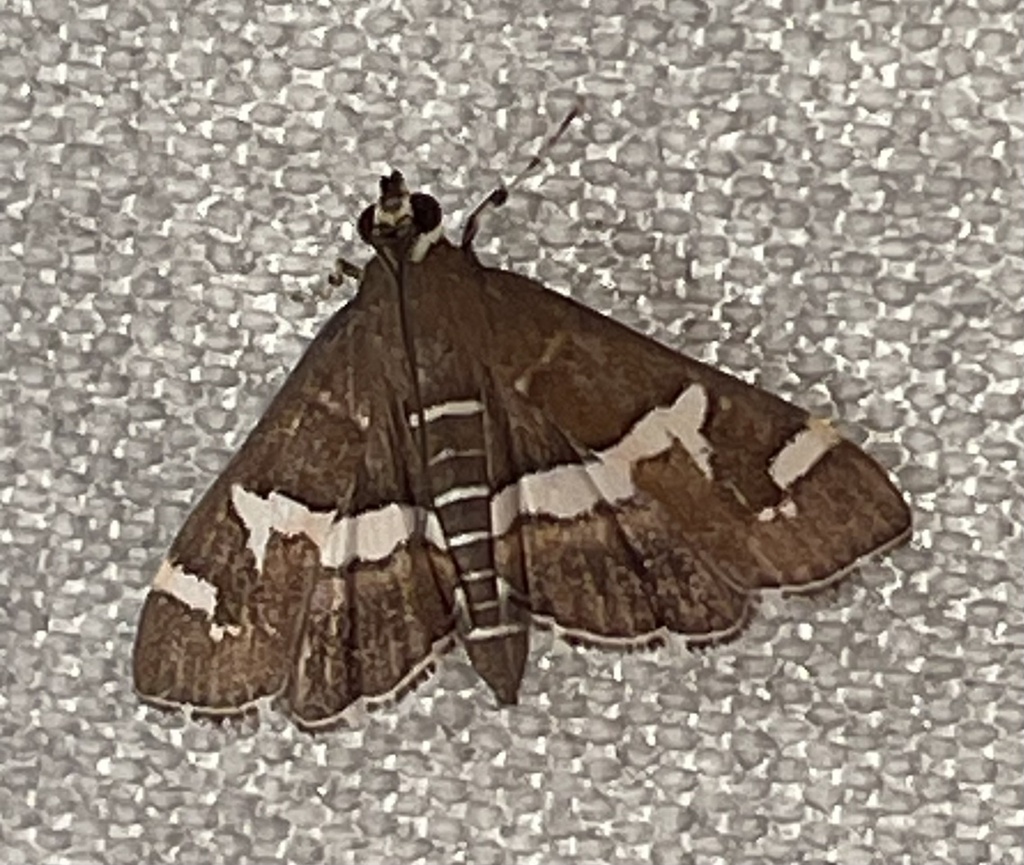 Hawaiian Beet Webworm Moth from Bruce Highway, Yabulu, QLD, AU on June ...