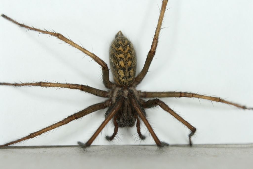 Giant House Spider from Dzyarzhynsk, Belarus on April 8, 2016 at 08:00 ...
