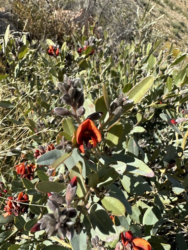 Gastrolobium brevipes from Tjoritja/West MacDonnell National Park, Burt ...