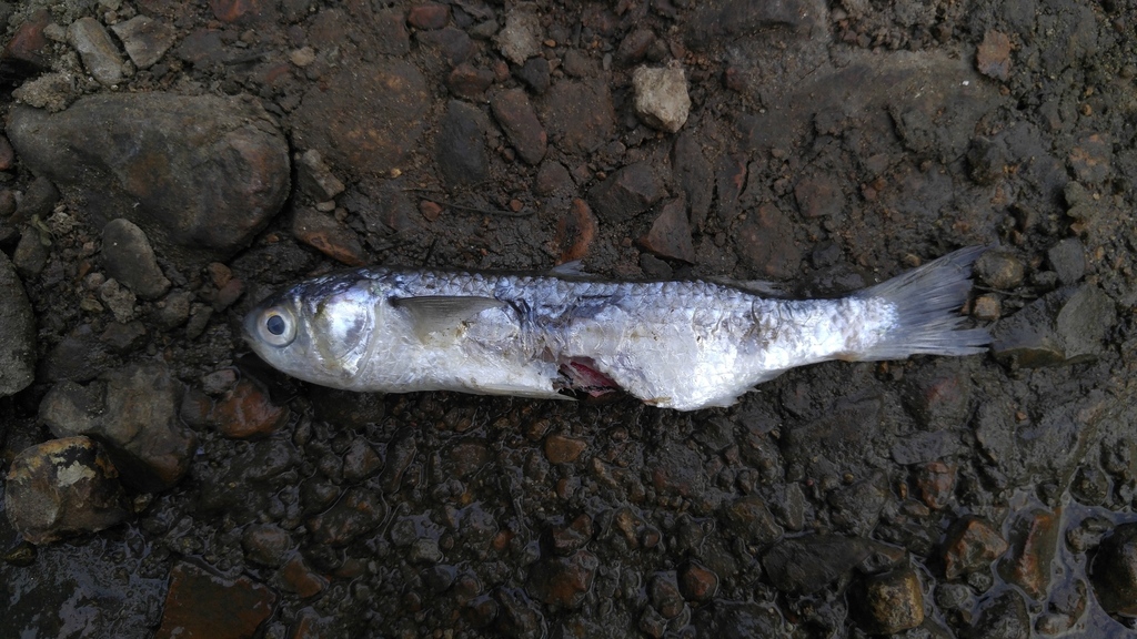Mullets (Mugilidae) - Marine Life Identification