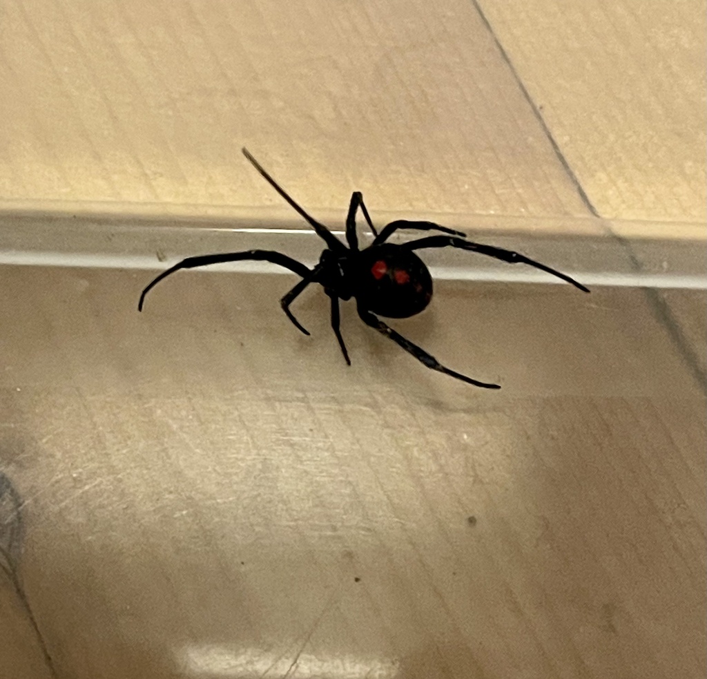 Northern Black Widow from Shaw Rd, Brookline, MA, US on June 10, 2023 ...