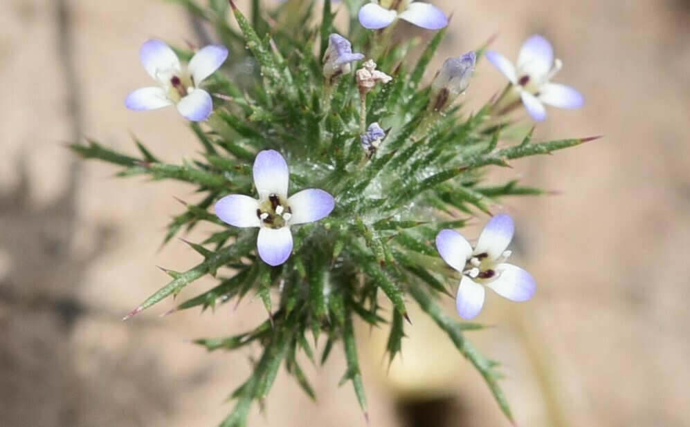 Tehama navarretia in June 2023 by William Hoyer · iNaturalist