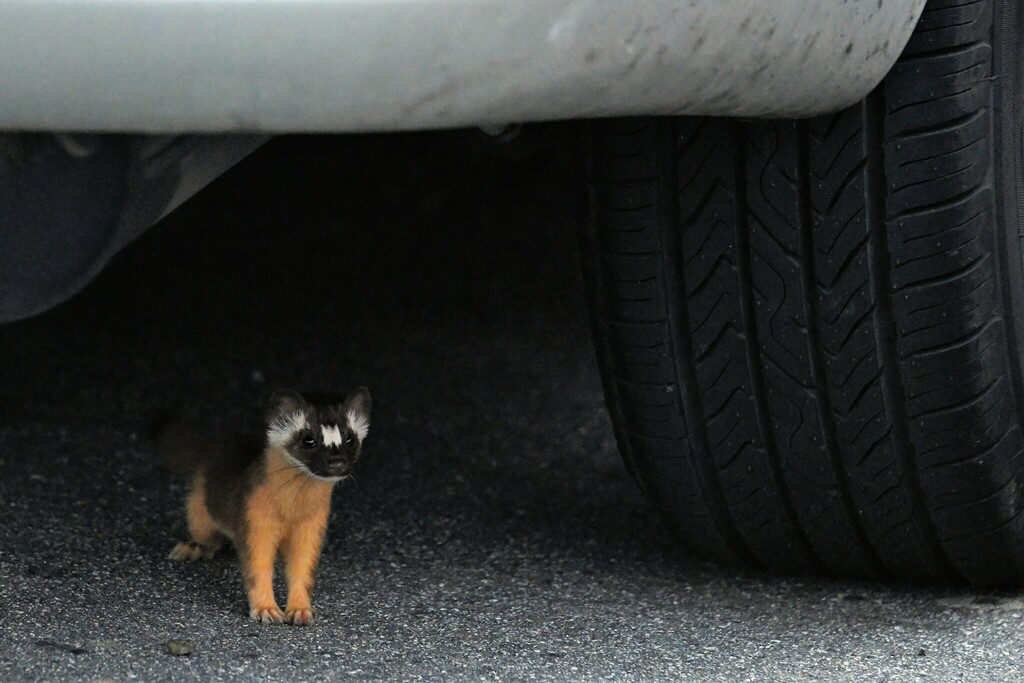 Long-tailed Weasel from San Francisco, CA, USA on June 22, 2023 at 06: ...