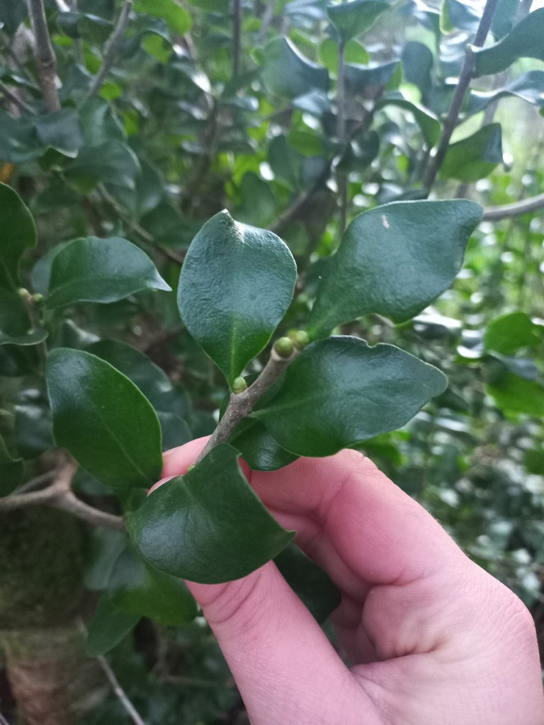 Tupeia antarctica in May 2023 by beckykerr · iNaturalist