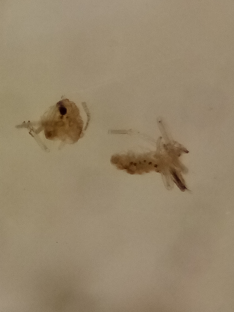 Globular Springtails from Duvauchelle, New Zealand on March 17, 2023 by ...