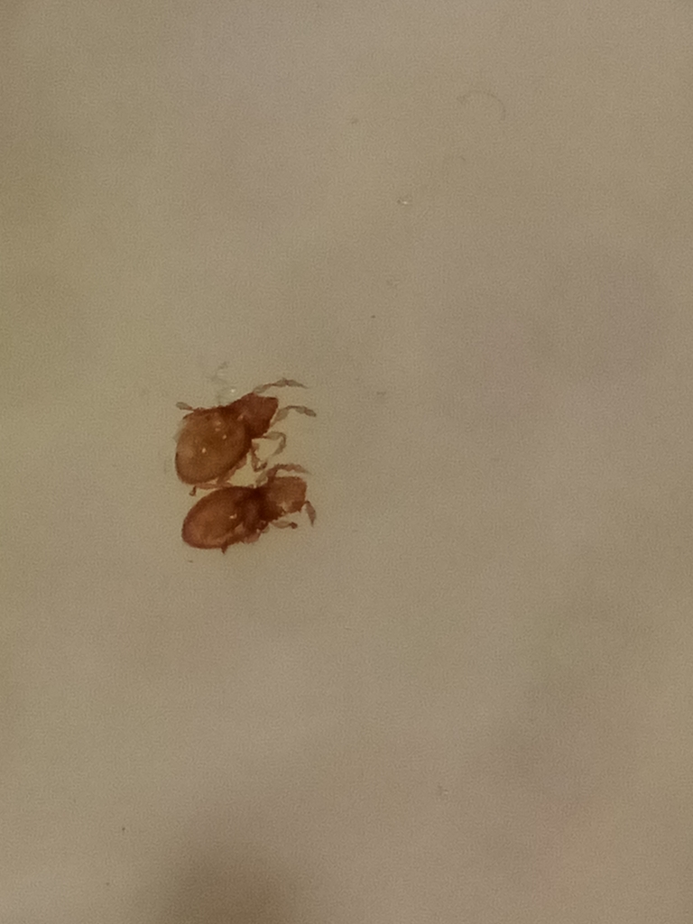 beetle mites from Duvauchelle, New Zealand on March 17, 2023 by ...