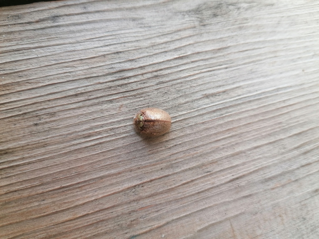 Wild Olive Tortoise Beetle from Santa María Huatulco, Oax., México on ...