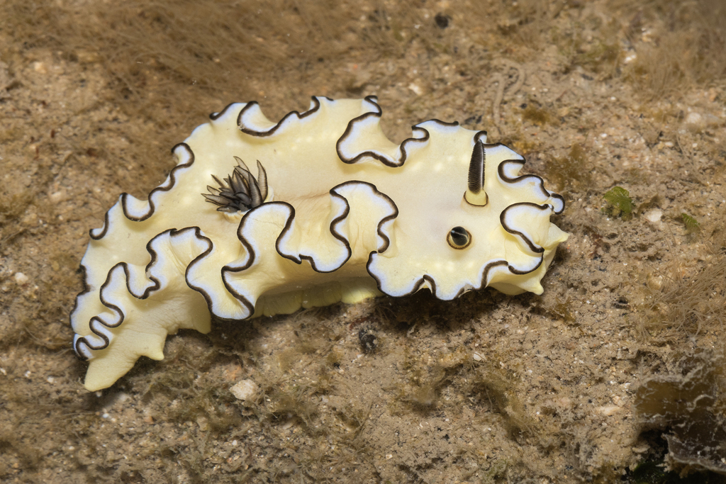 Black-margined Nudibranch from Hantu Island, Singapore on June 21, 2023 ...