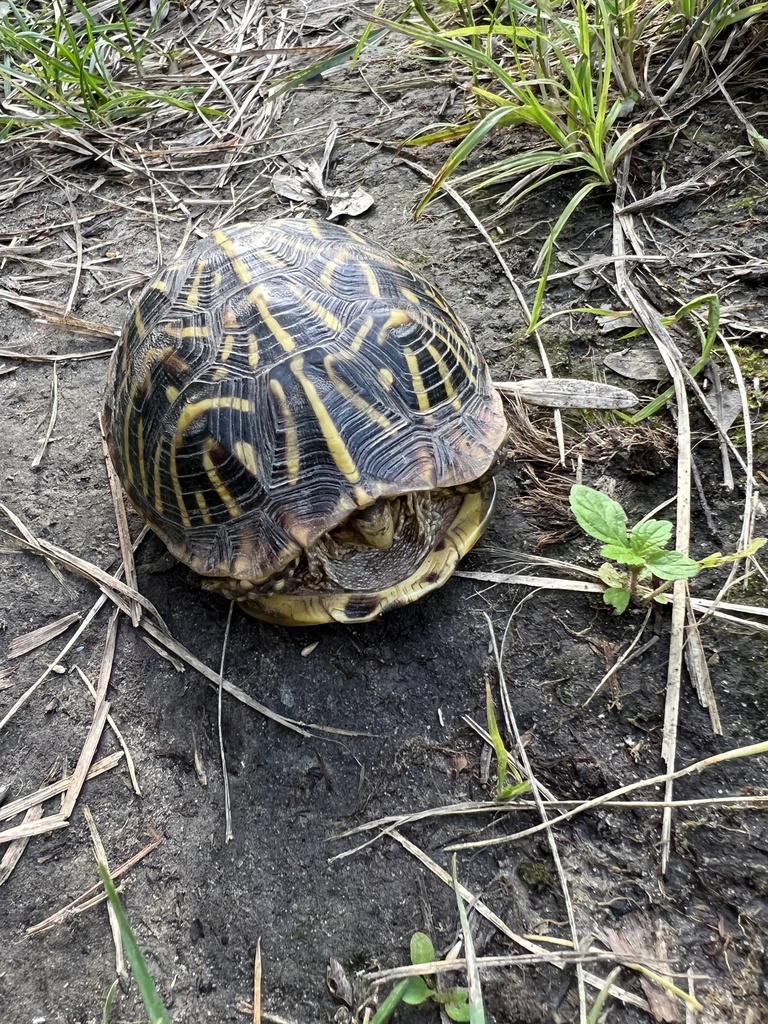 Ornate Box Turtle from Fort Niobrara National Wildlife Refuge ...