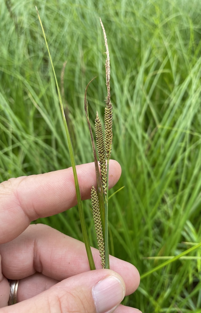 tussock sedge from Ghost Town Trail, Armagh, PA, US on June 23, 2023 at ...