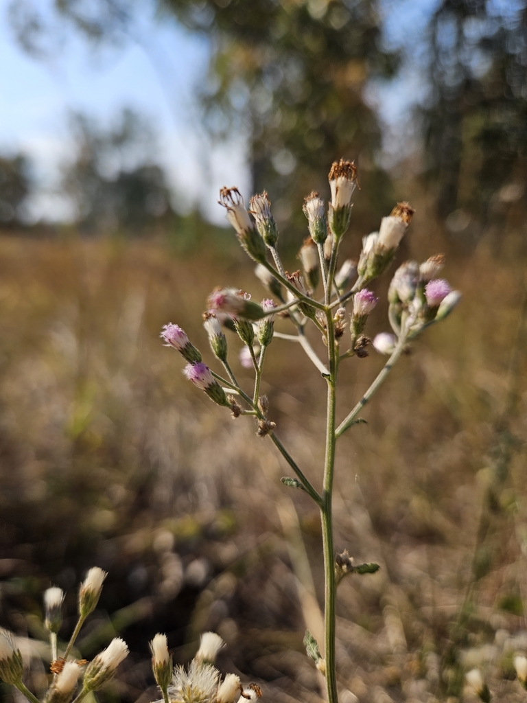 little ironweed from Booyal QLD 4671, Australia on June 22, 2023 at 01: ...