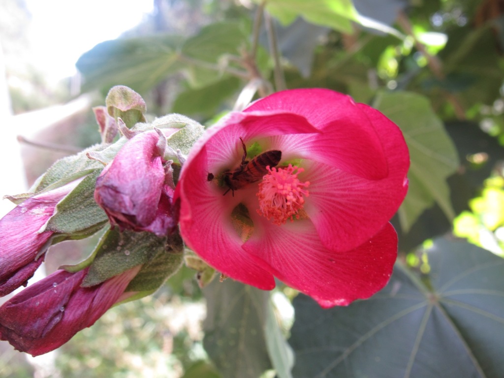 (Phymosia rosea) - Botanical Realm