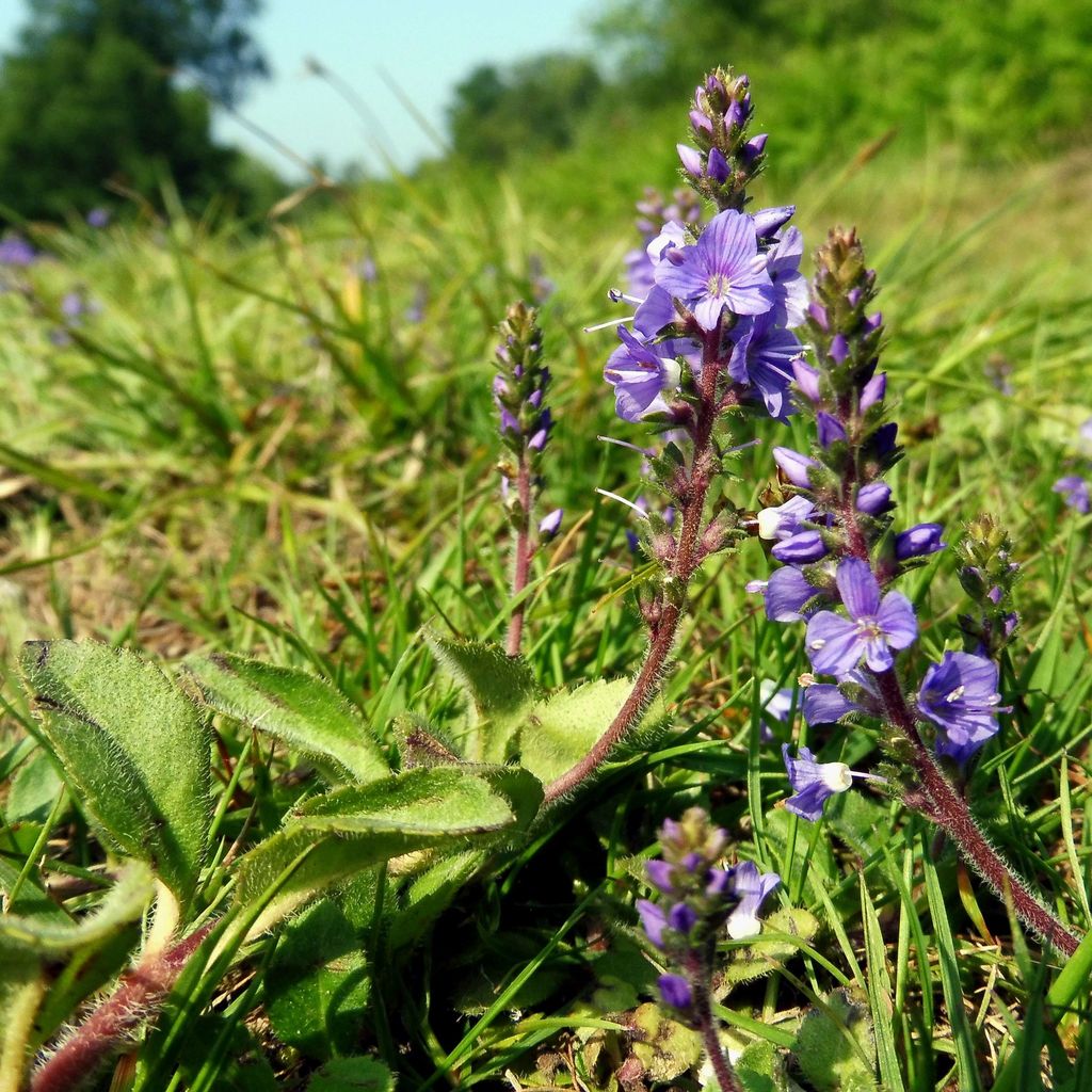 Veronica Officinalis