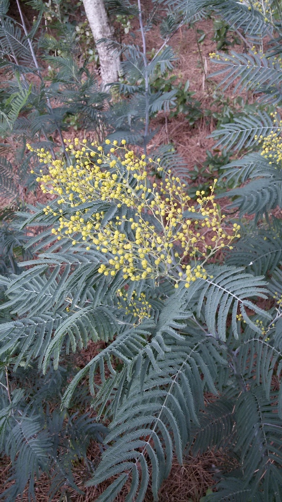 (Acacia dealbata dealbata) - Botanical Realm