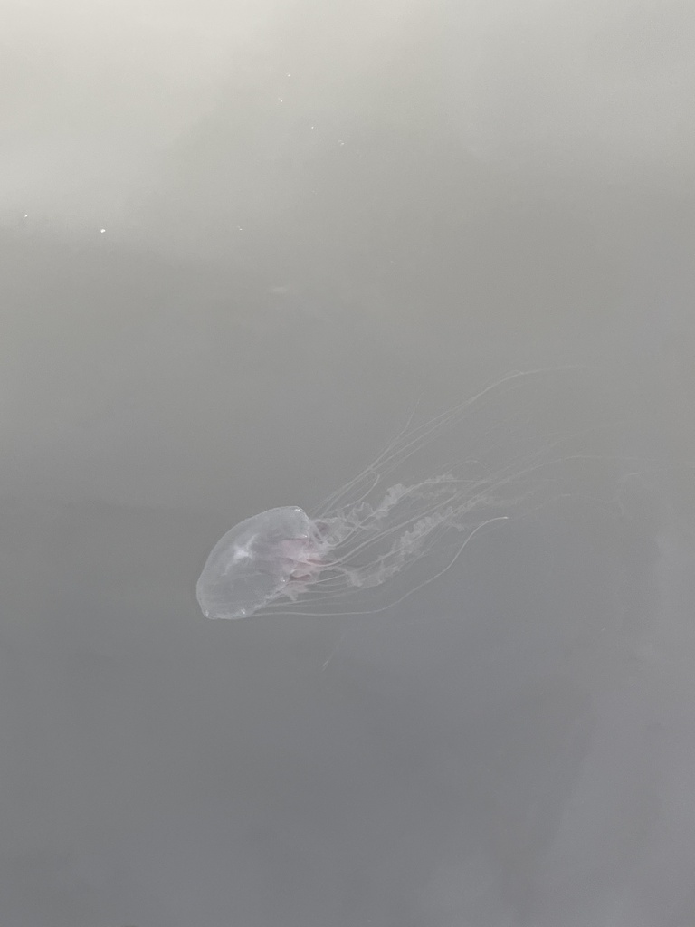 Bay Nettle from Maules Point Rd, Aurora, NC, US on June 23, 2023 at 07: ...