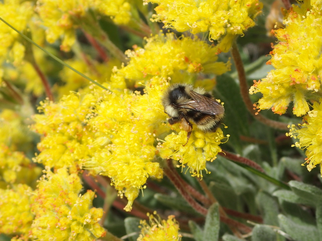 Vancouver Bumble Bee from Yukon, YT, Canada on June 27, 2016 by Allan ...