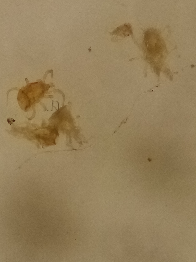 Mites and Ticks from Duvauchelle, New Zealand on March 17, 2023 by ...