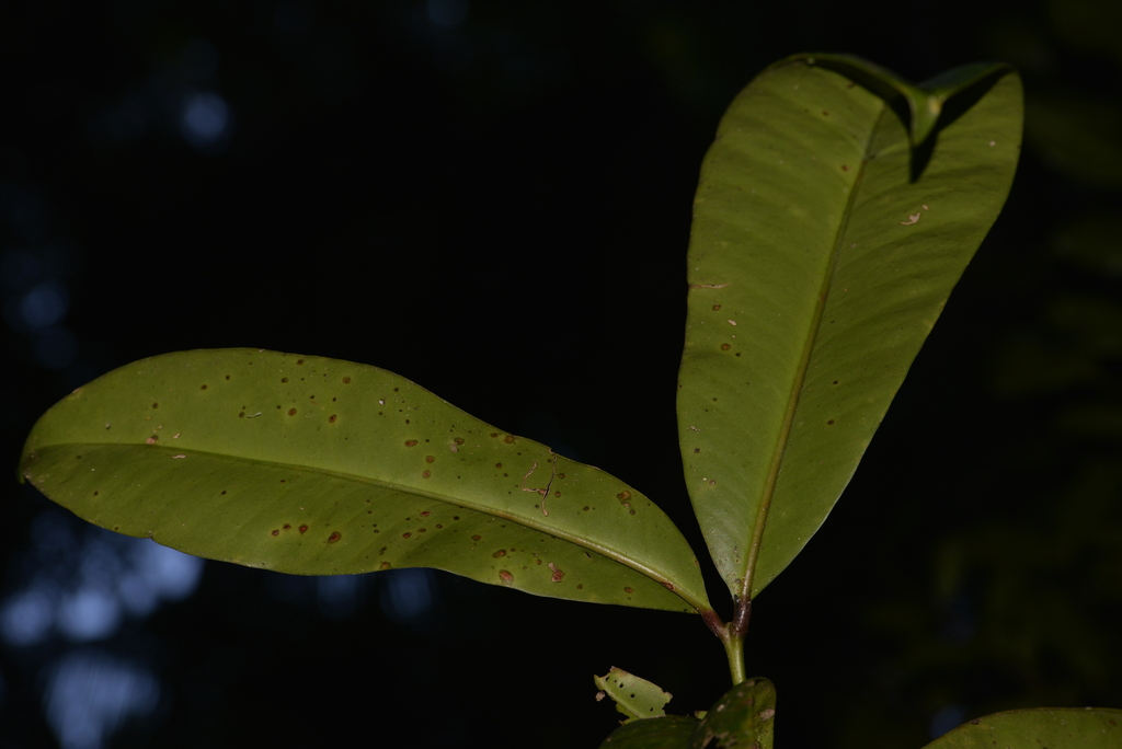 Coolamon Tree from Upper Duroby NSW 2486, Australia on August 4, 2022 ...