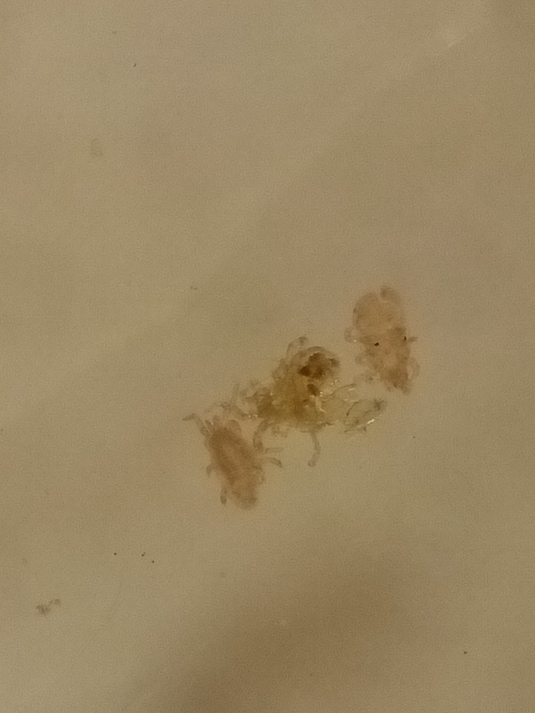 Mites and Ticks from Duvauchelle, New Zealand on March 17, 2023 by ...