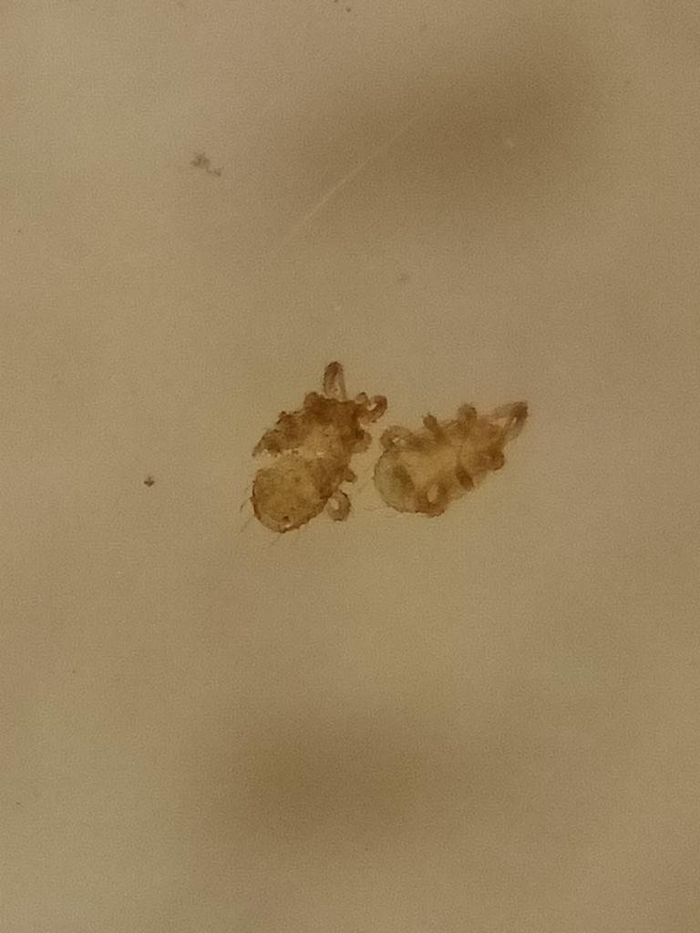 Astigmata from Duvauchelle, New Zealand on March 17, 2023 by edmonds5 ...