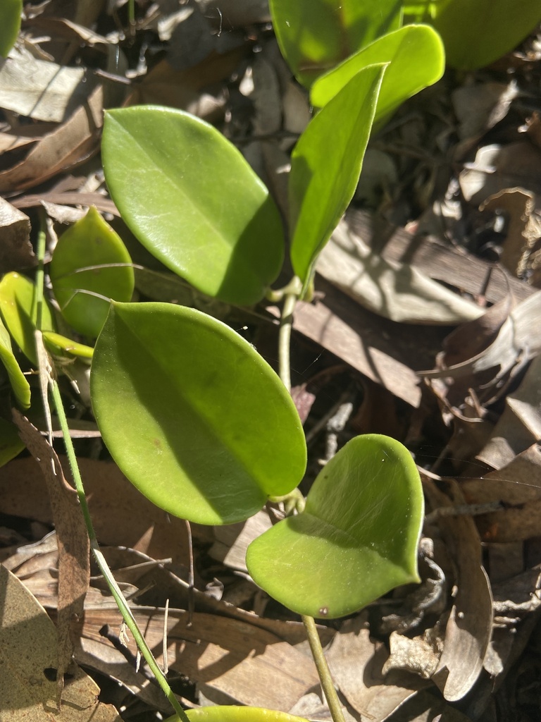native hoya from Mt Coot-tha Forest, Mount Coot-Tha, QLD, AU on June 24 ...