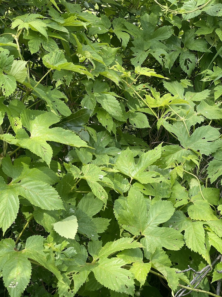 common hops from Dunn I, Boulder, CO, US on June 23, 2023 at 04:02 PM ...