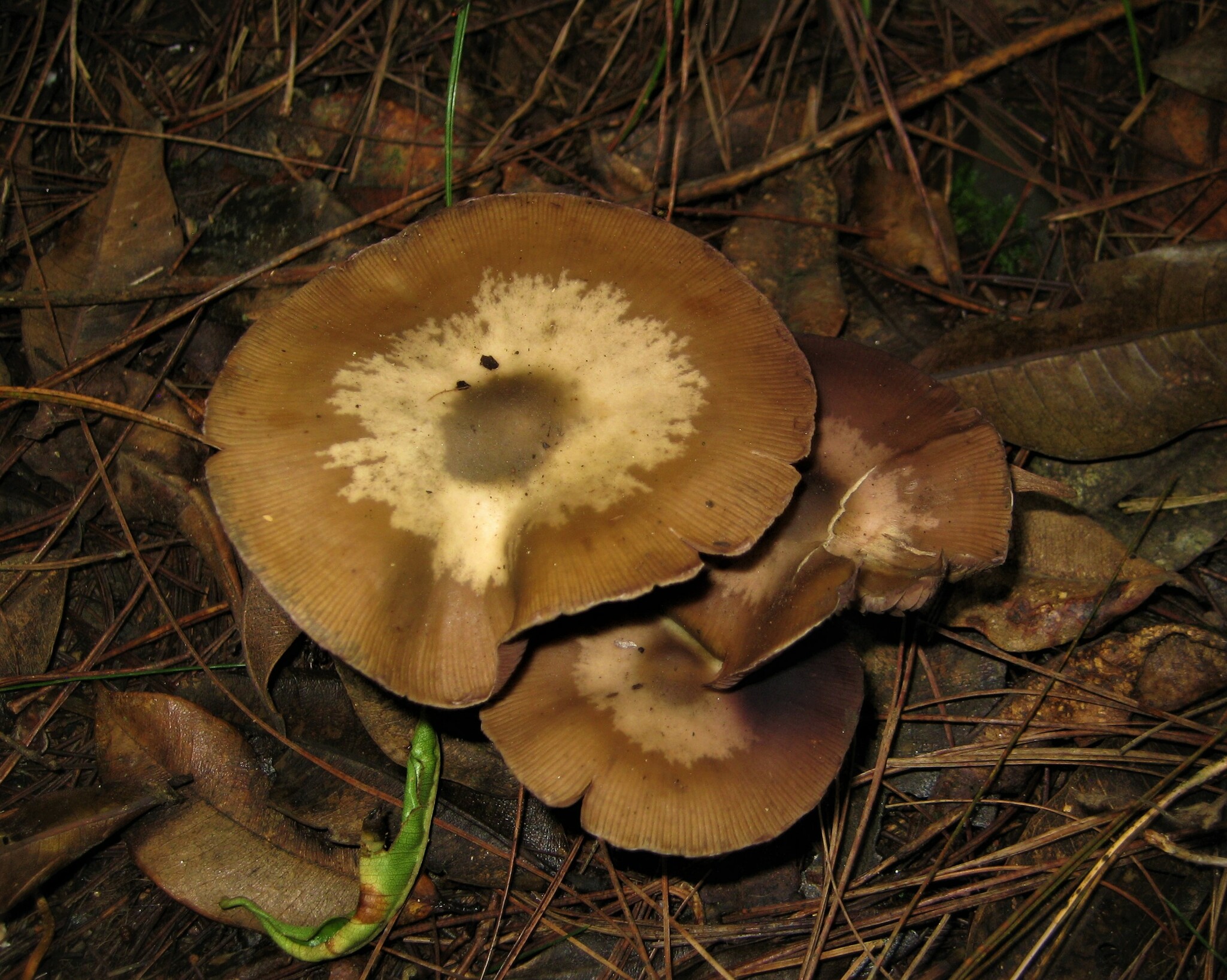 Psilocybe caerulescens Murrill