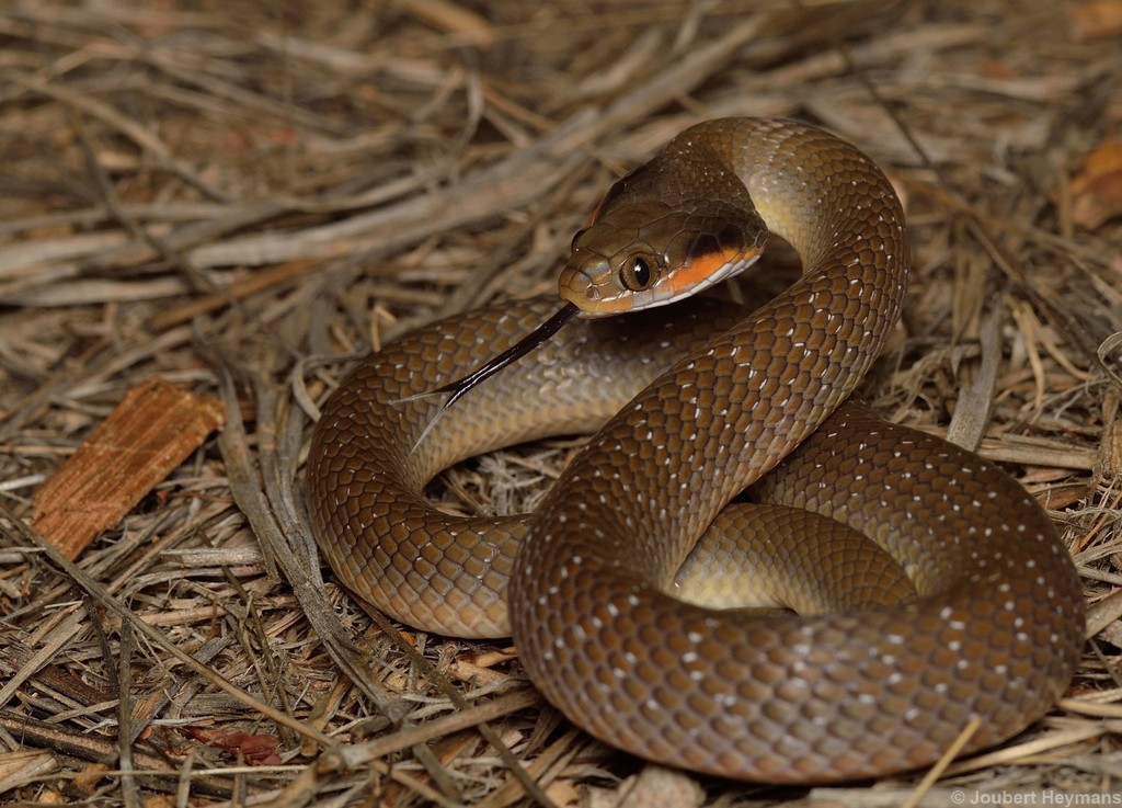 Colubrine Snakes (Colubrinae) - Snakes and Lizards