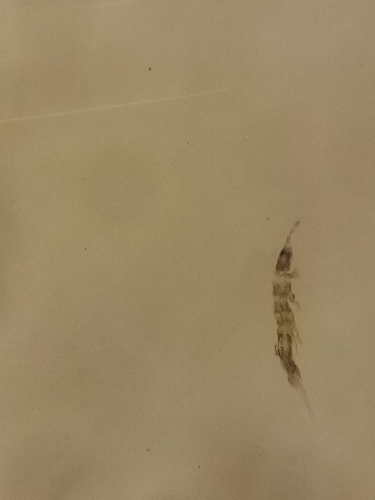 Elongate Springtails from Duvauchelle, New Zealand on March 17, 2023 by ...