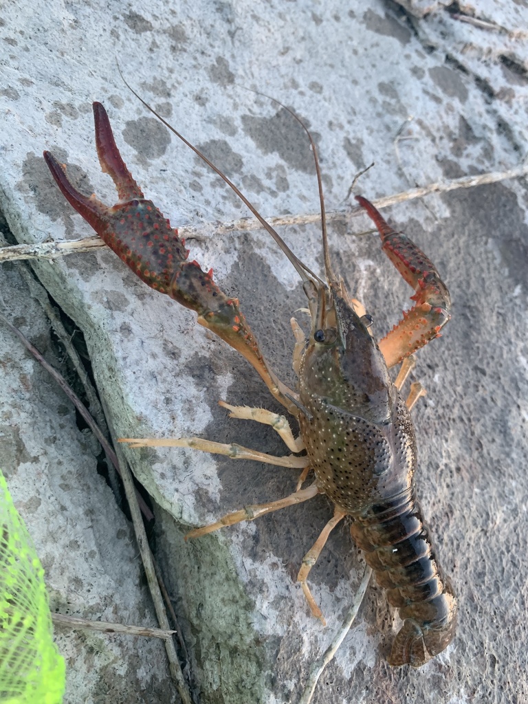 Red Swamp Crayfish from Falcon Reservoir, Zapata, TX, US on June 23 ...
