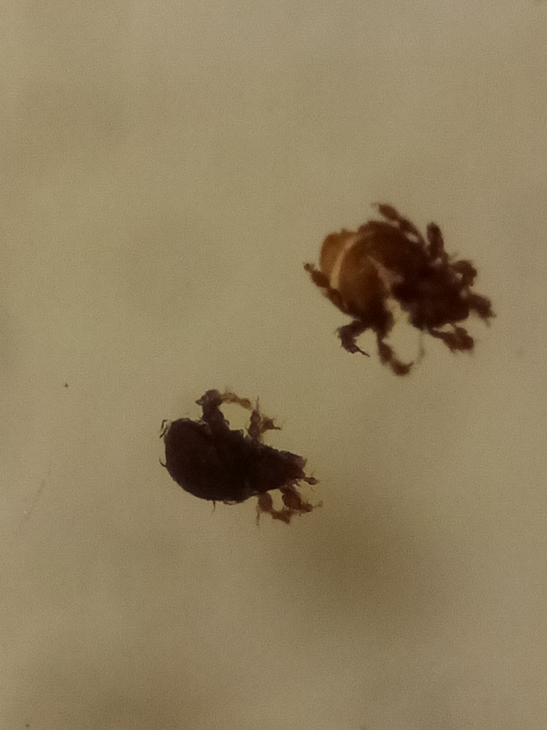 Mites and Ticks from Duvauchelle, New Zealand on March 17, 2023 by ...