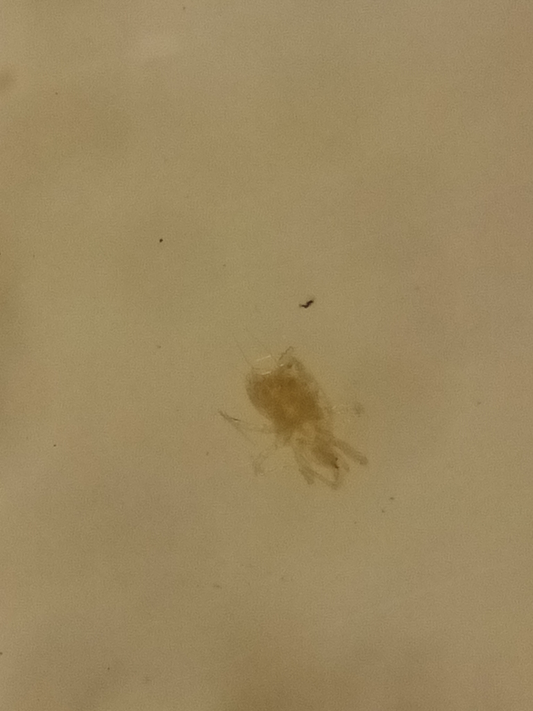 Mites and Ticks from Duvauchelle, New Zealand on March 17, 2023 by ...