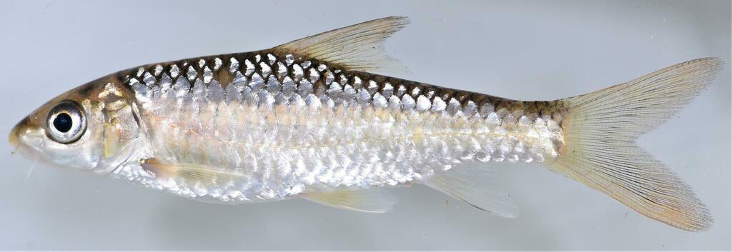 Large-scale Yellowfish from Ehlanzeni District Municipality, South ...