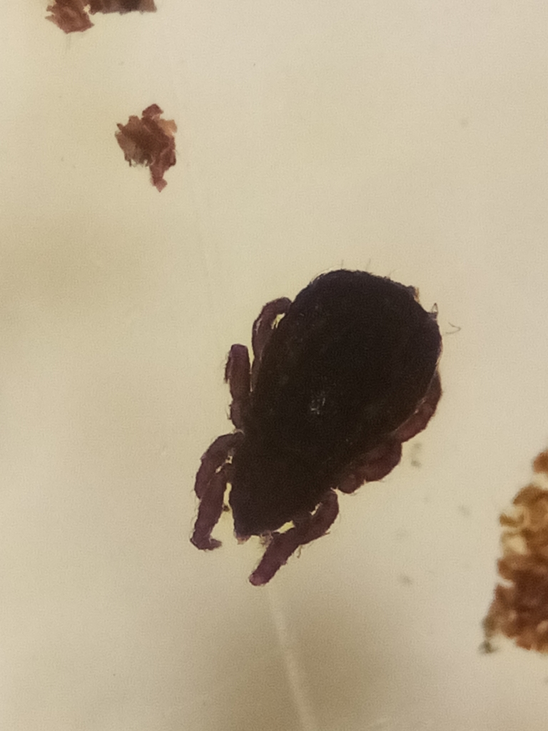 Mites and Ticks from Duvauchelle, New Zealand on March 17, 2023 by ...
