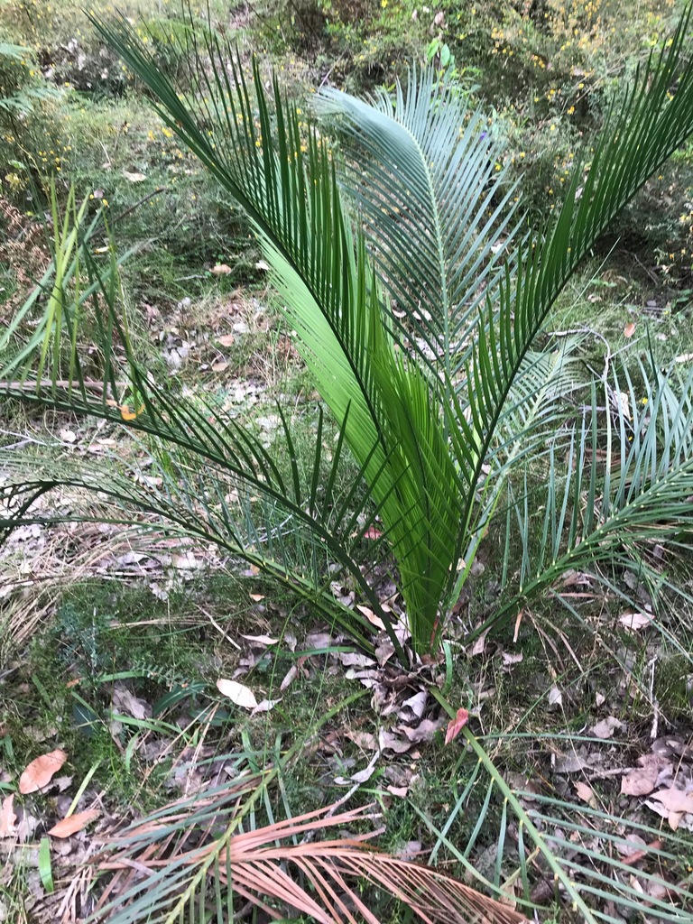 Zamia Palm (Macrozamia riedlei) - Botanical Realm