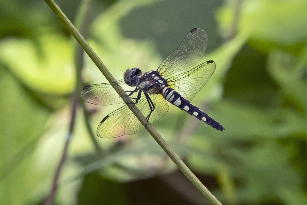 Oriental Blue Dasher in June 2023 by Ho Pak Kei · iNaturalist