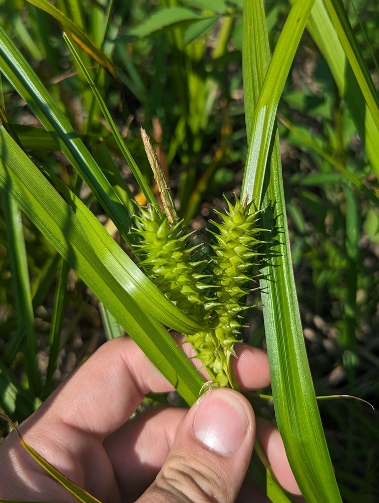 retrorse sedge from 4350 W Lake Ave, Northfield Township, IL 60026, USA ...