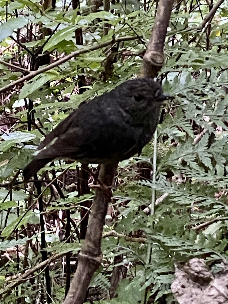 North Island Robin from Wellington, NZ-WG, NZ on June 24, 2023 at 03:40 ...