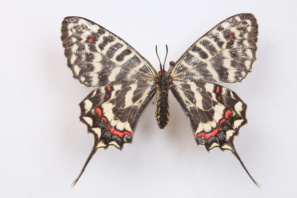 Dragon Swallowtail from 中国北京市怀柔区 on May 5, 2022 at 10:52 PM by Mushan ...